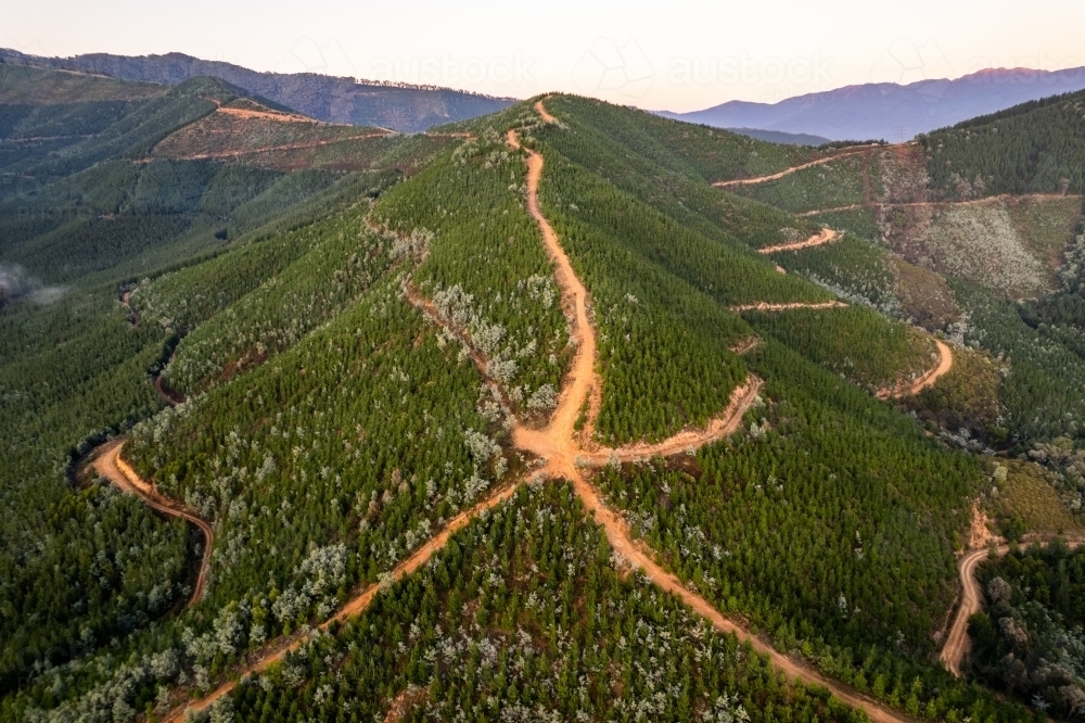 Image of Looking down at green mountains filled with pine trees and ...