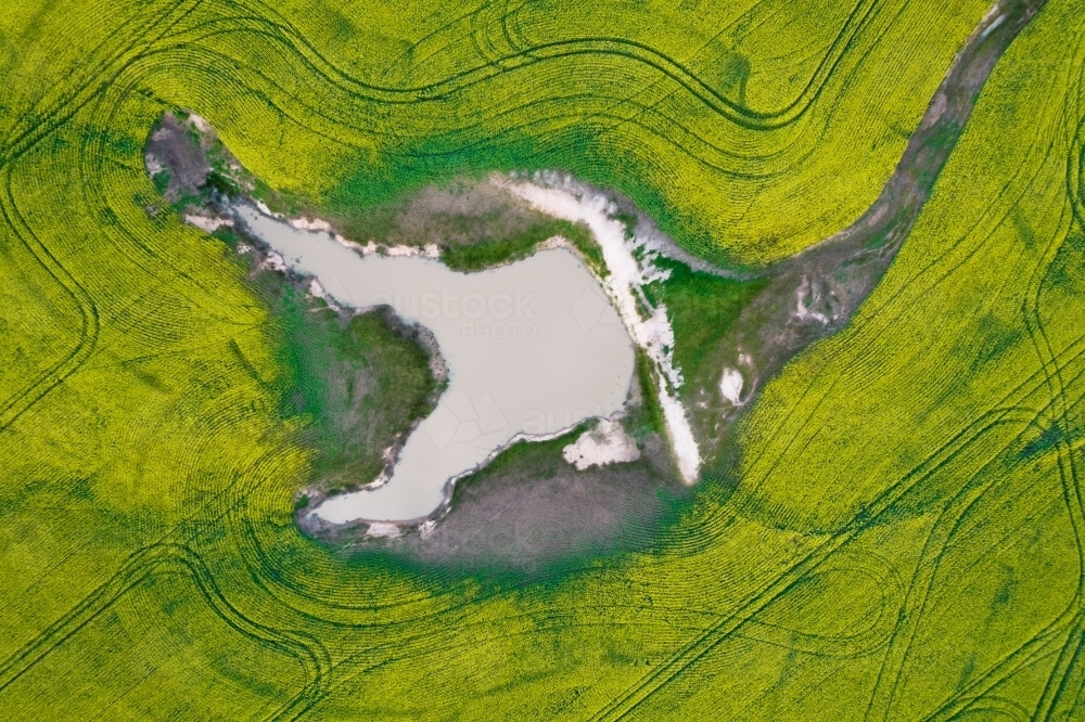 Image of Looking down on a dam of water surrounded by canola crops ...