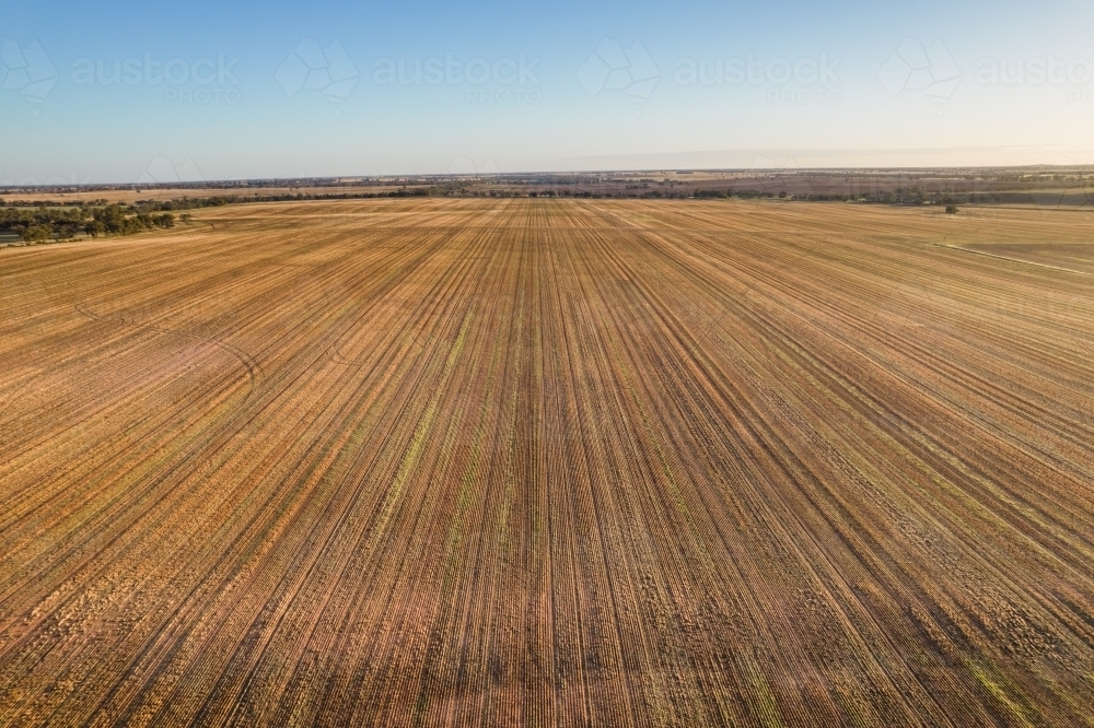 Image of Looking down on a new crop of a barley paddock - Austockphoto