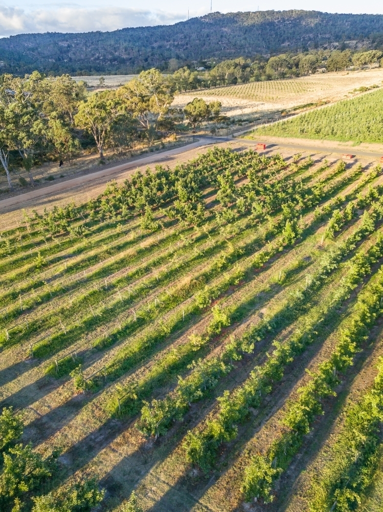 Image of Looking down on rows of apple trees in an orchard - Austockphoto