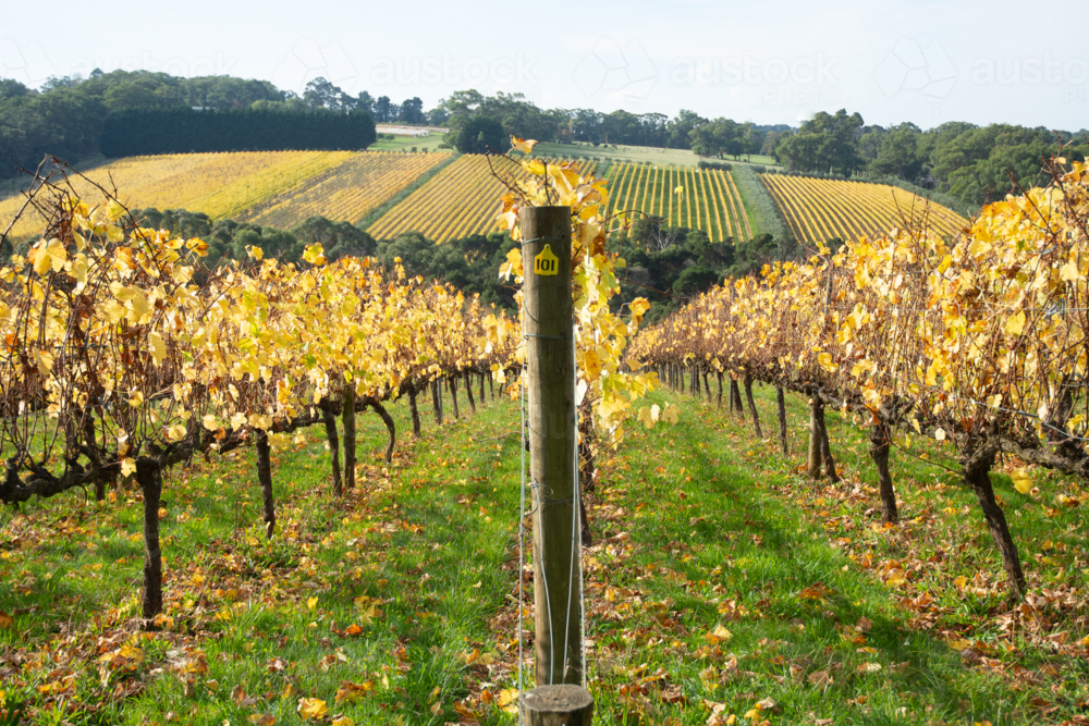 Image of Looking down rows of golden grape vines in Autumn - Austockphoto