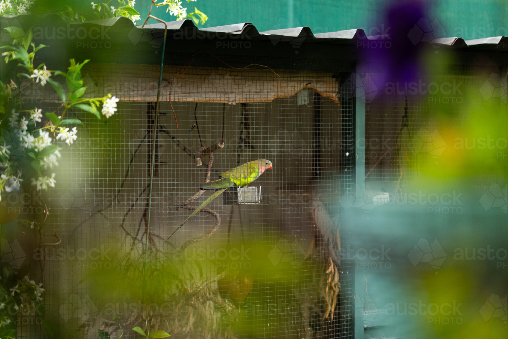 Image of Looking through green leaves at pet princess parrot in aviary native australian bird ...