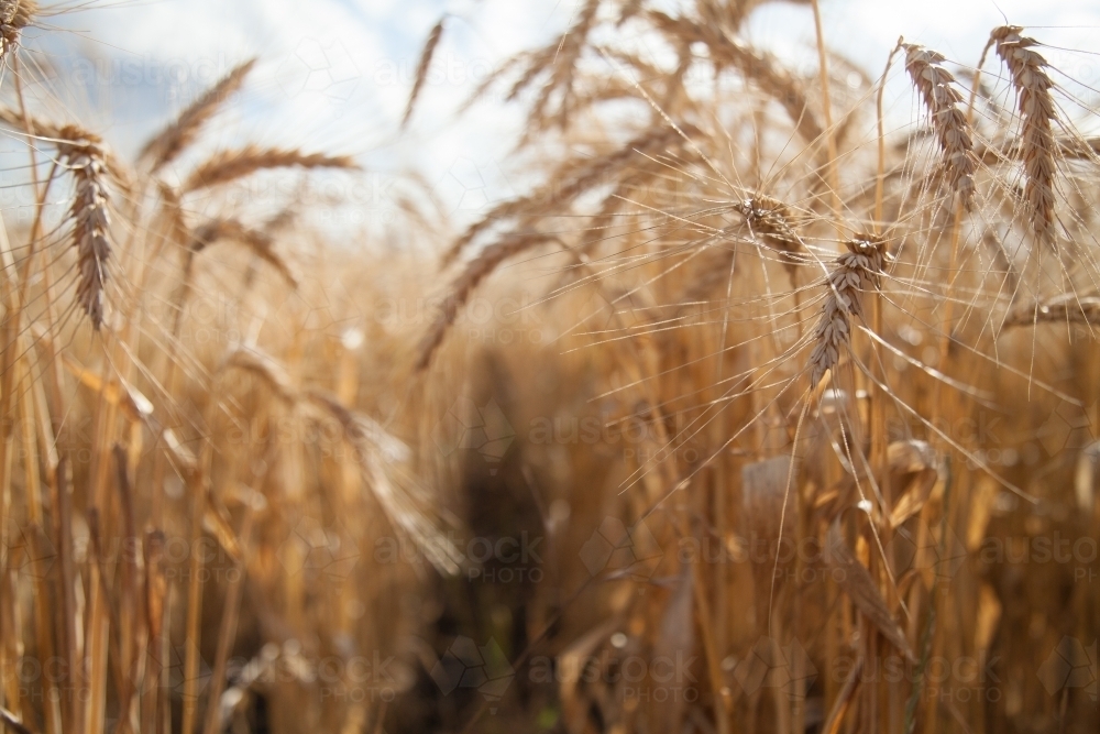Image of Looking through rows of bearded wheat crop - Austockphoto