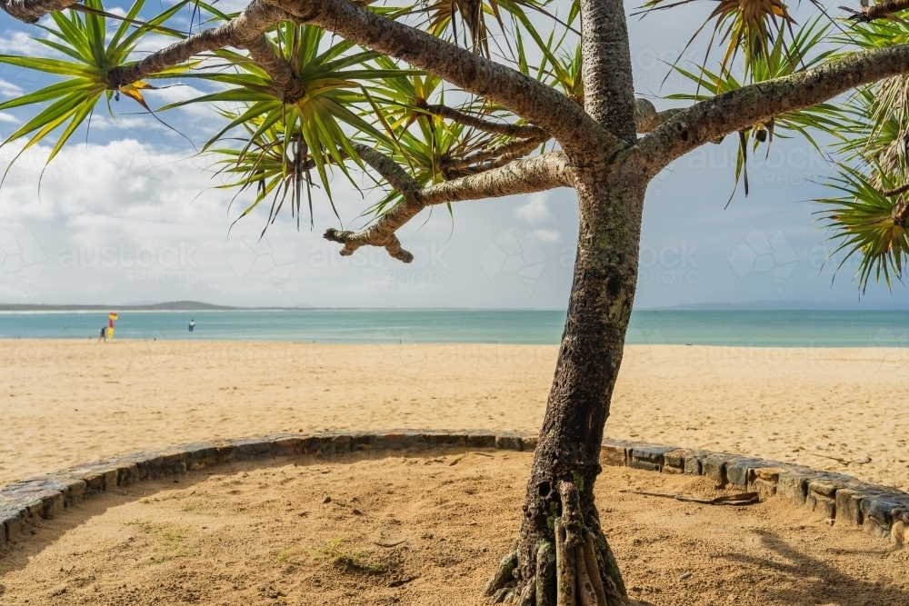 Image of Looking under a pandanus tree to a golden sandy beach and blue ...