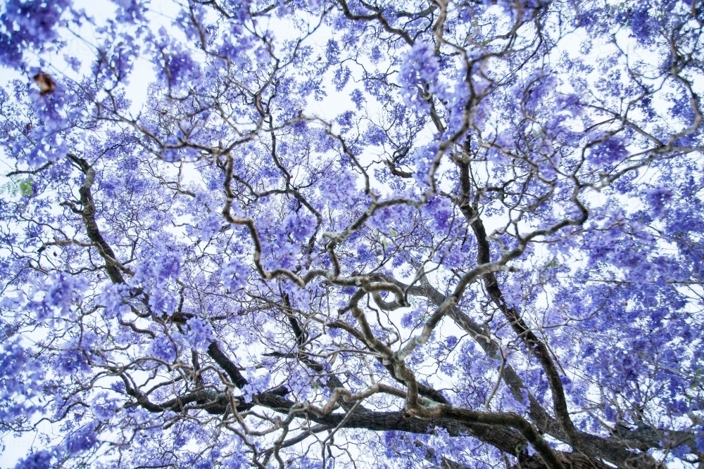 Image of Looking up at bending branches of a purple jacaranda tree in ...