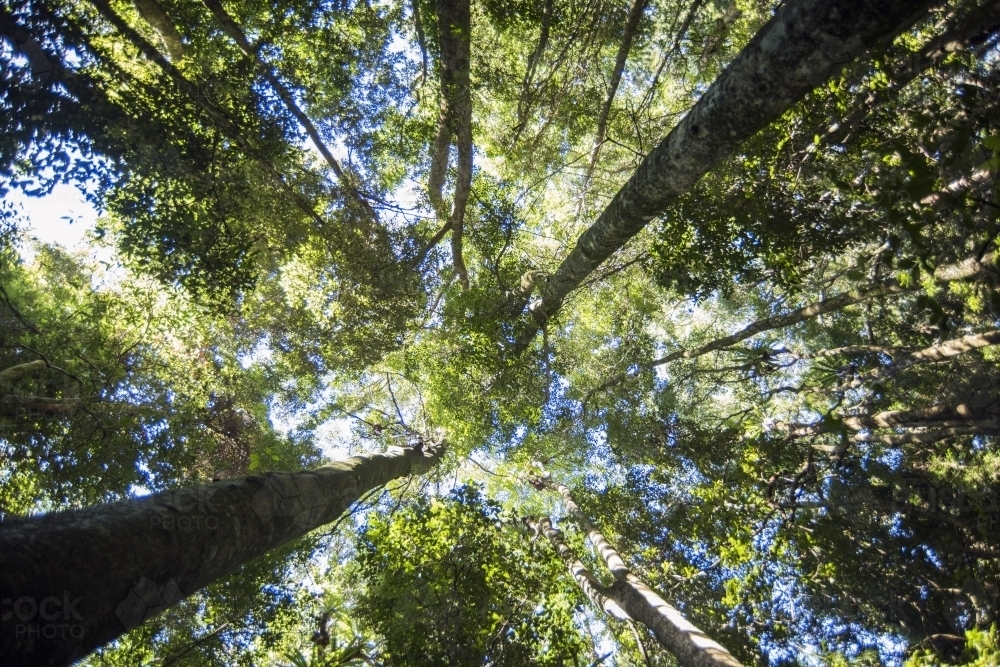 Image of Looking up at the trees in the rainforest - Austockphoto