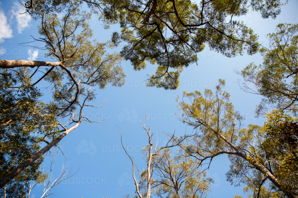 Image of looking up in the bush at a canopy of gum trees and blue sky ...