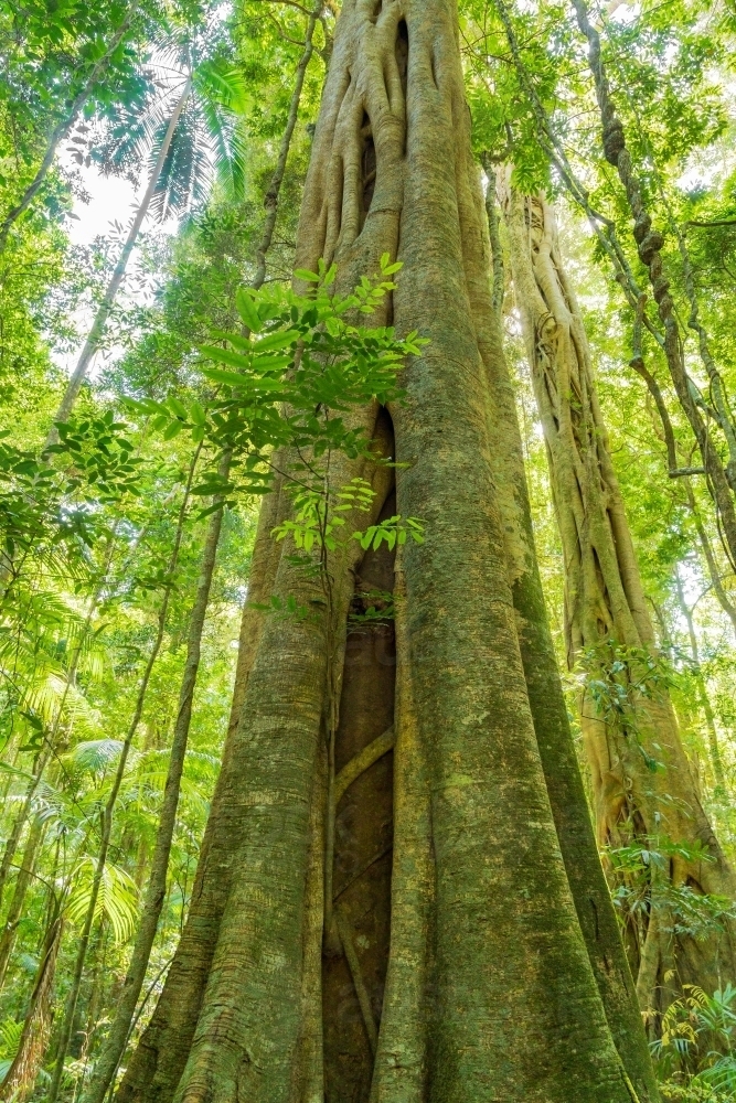 Image of Looking up the trunk of a large strangler fig tree in a lush ...