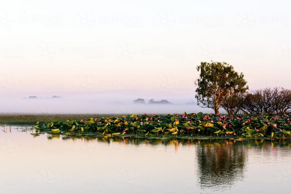 Image of Lotus flowers on a river at dawn - Austockphoto