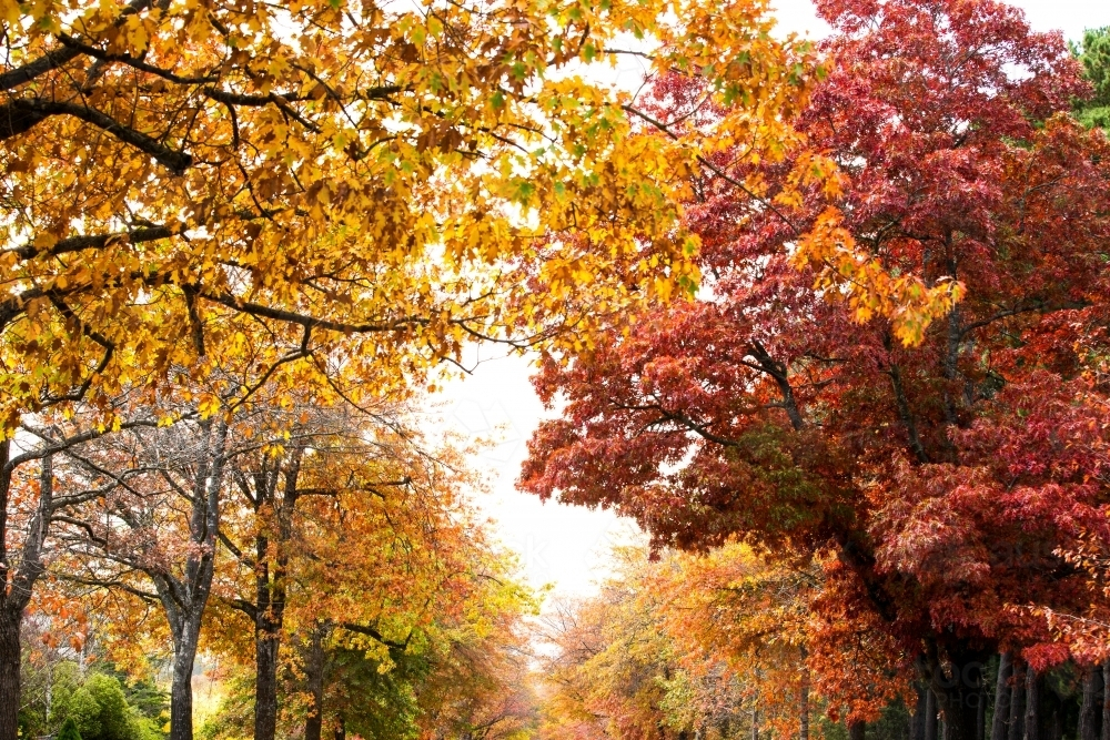 Image of Low angle shot of autumn trees - Austockphoto