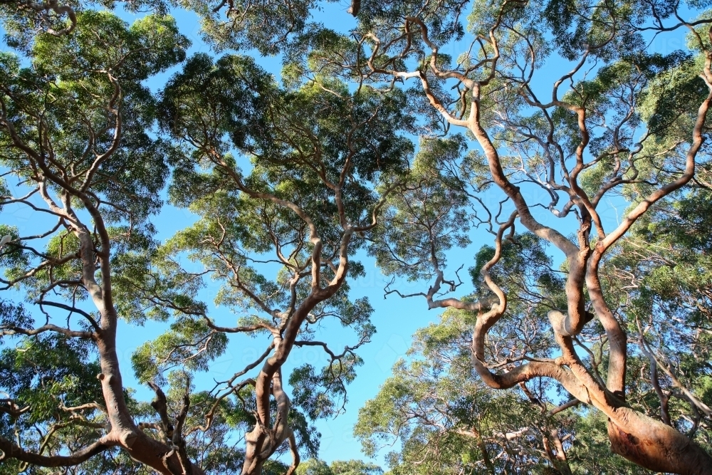 Image of Low angle shot of bush canopy - Austockphoto