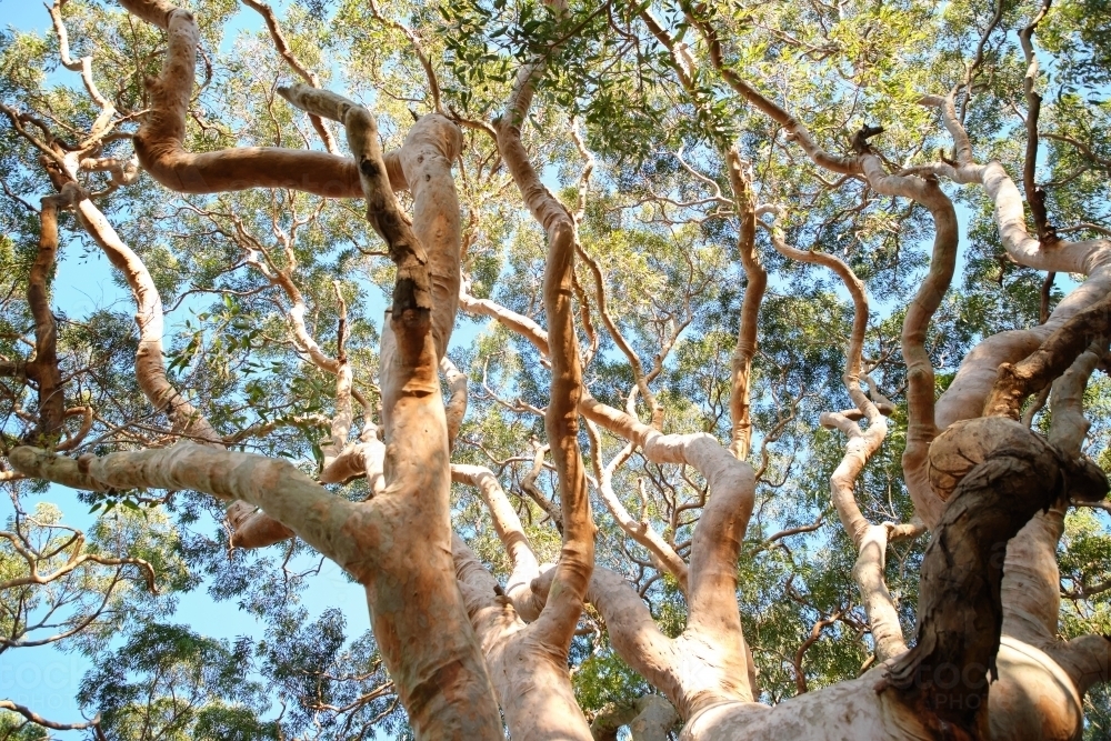 Image of Low angle shot of bush canopy - Austockphoto