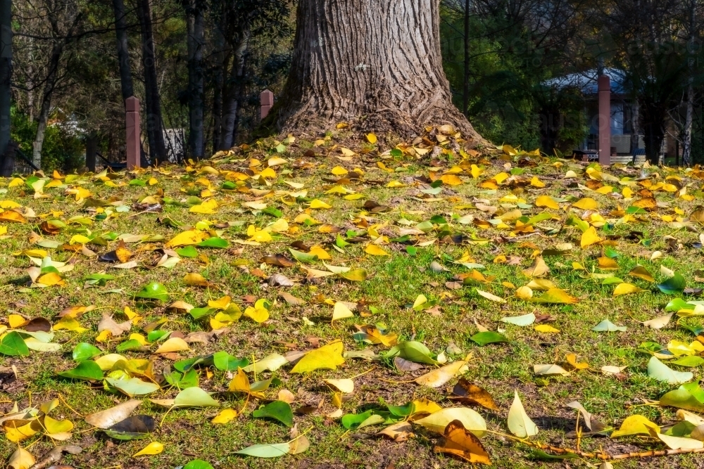 Image of Low angle view of green and yellow leaves scattered at the ...