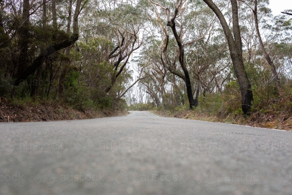 Image of Low angle view of one way road through Australian bushland ...