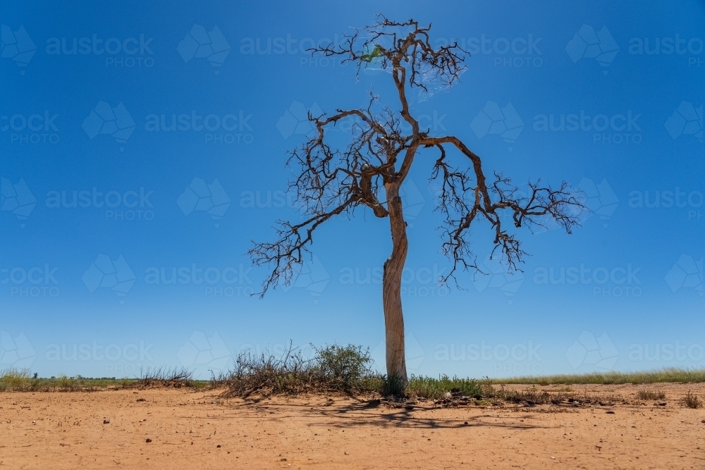 Image of Low angled view of a solitary scraggily dead tree full of ...