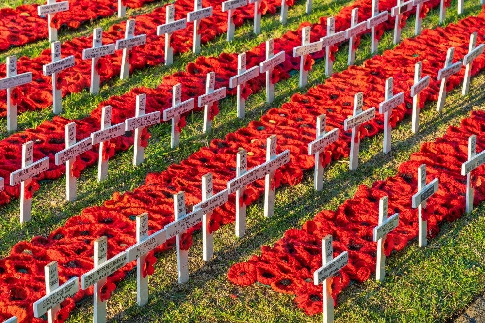 Image of Low angled view of rows of crocheted red poppies and white ...