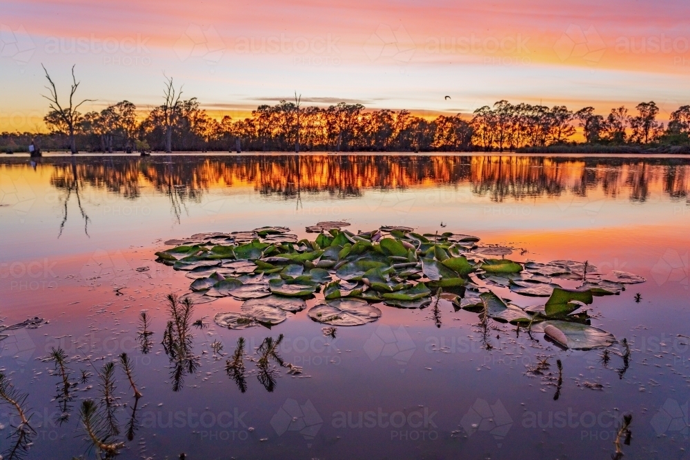 Image of Low level view of lily pads floating on a calm river with a ...