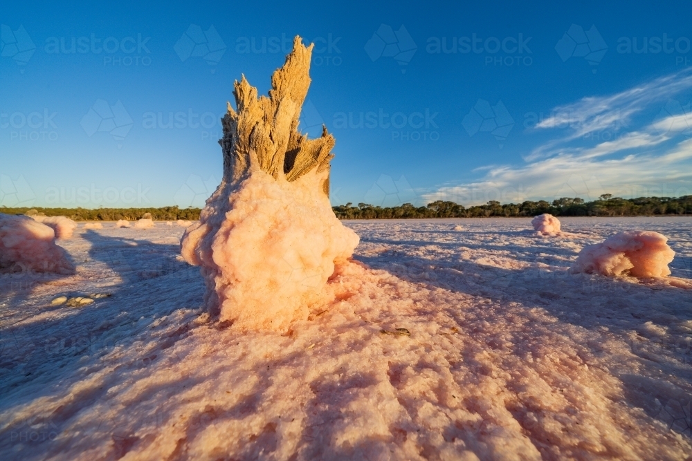 Image of Low wide angled view of a salt encrusted stump on a pink salt ...