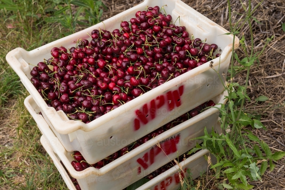 Image of Lugs of freshly picked cherries - Austockphoto
