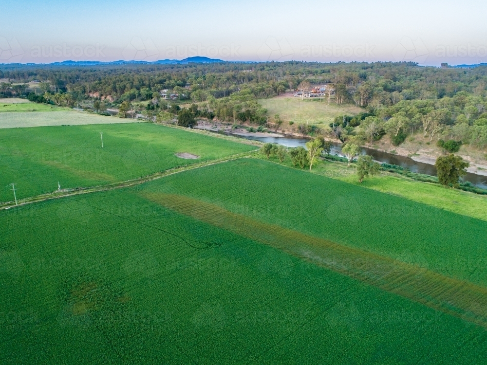 Image of Lush green alfalfa crop paddock beside Hunter river in dusk ...