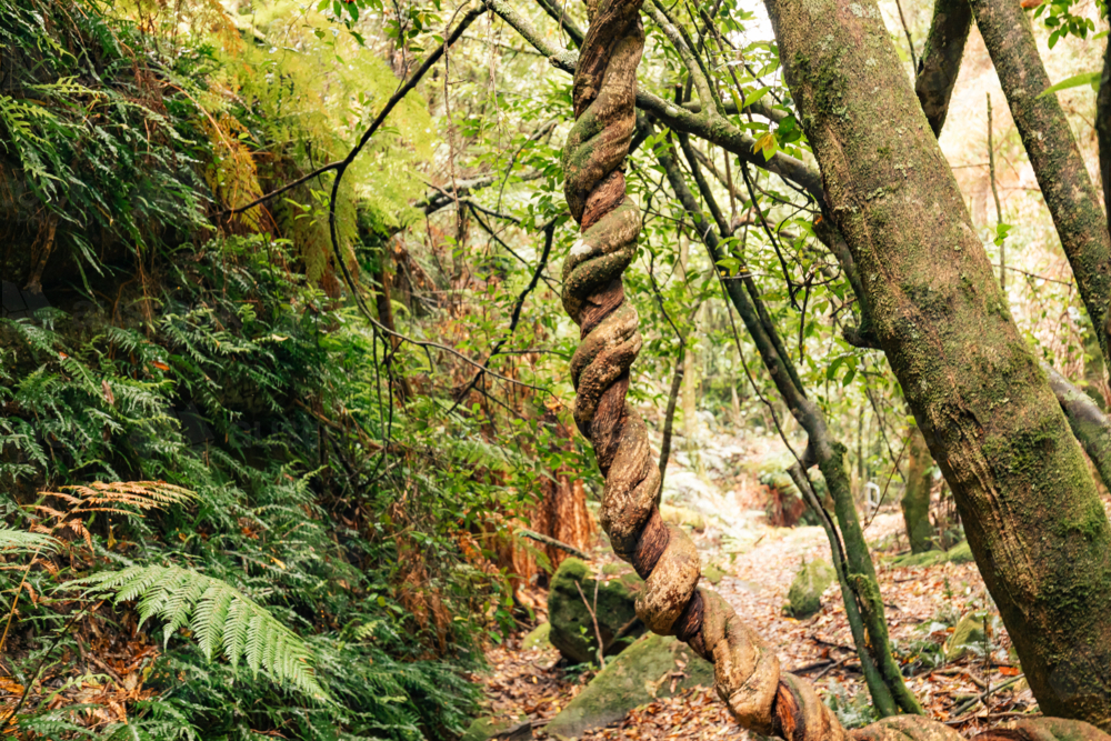 Image of Lush greenery of tangled forest with twisting tree trunks at ...