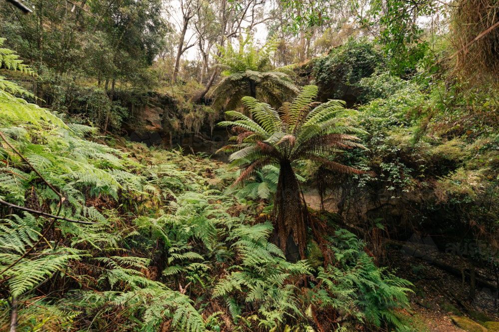 Image of Lush greenery surrounded by sandstone cliffs at Fern Gully in ...