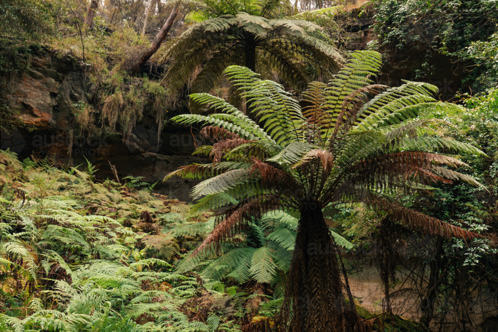 Image of Lush greenery surrounded by sandstone cliffs at Fern Gully in ...