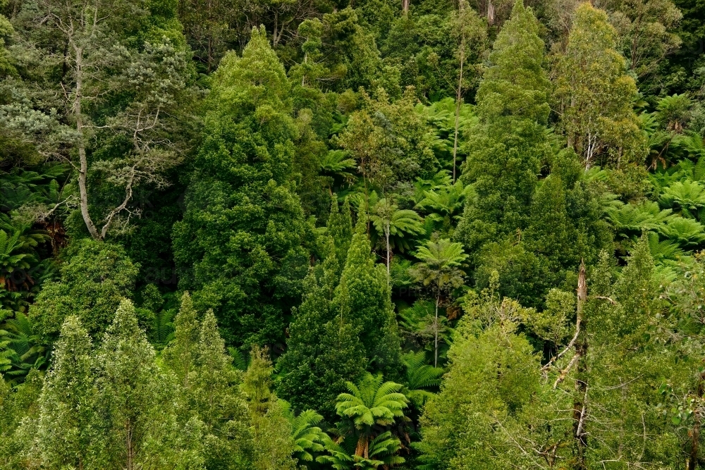 Image of Lush Wall of Mountain Trees - Austockphoto