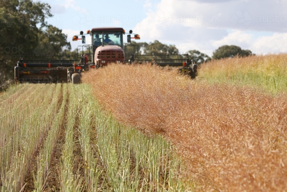 Image of Machine cutting canola into rows (windrows) on a farm ...