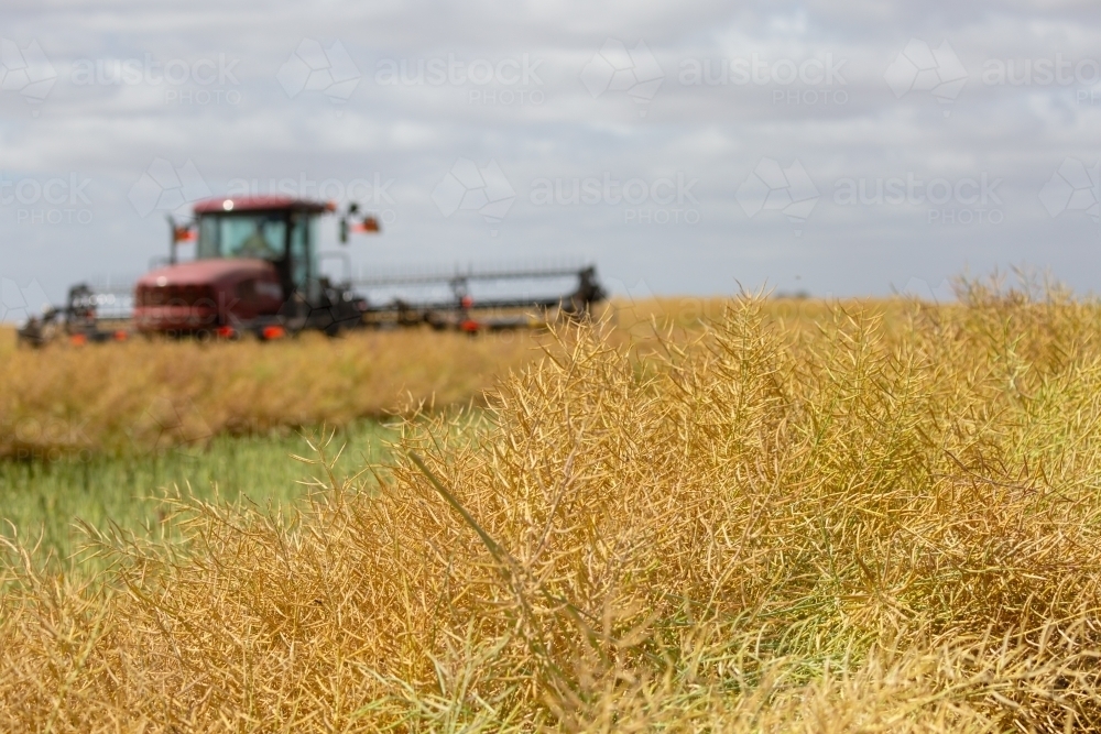 Image of Machine cutting canola into rows (windrows) on a farm ...