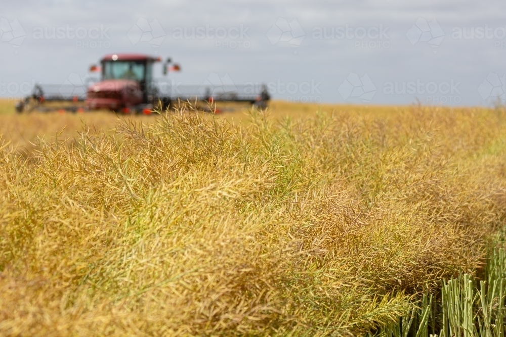 Image of Machine cutting canola into rows (windrows) on a farm ...