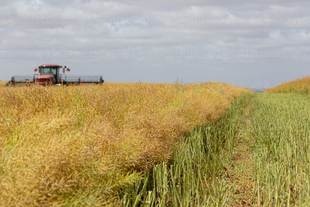 Image of Machine cutting canola into rows (windrows) on a farm ...