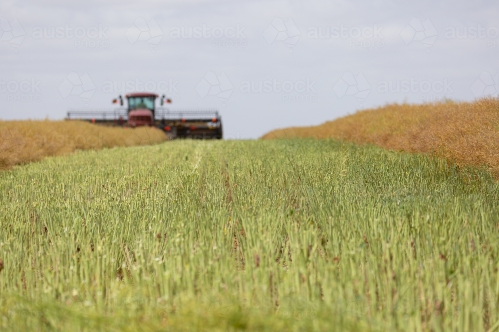 Image of Machine cutting canola into rows (windrows) on a farm ...