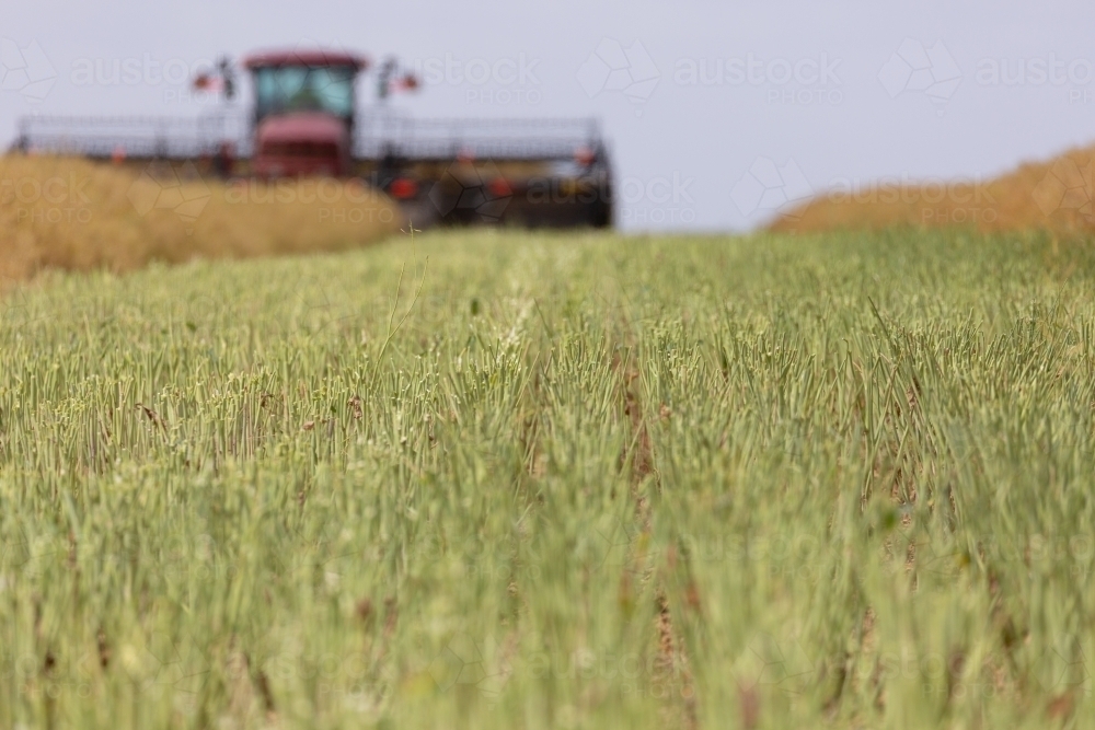 Image of Machine cutting canola into rows (windrows) on a farm ...