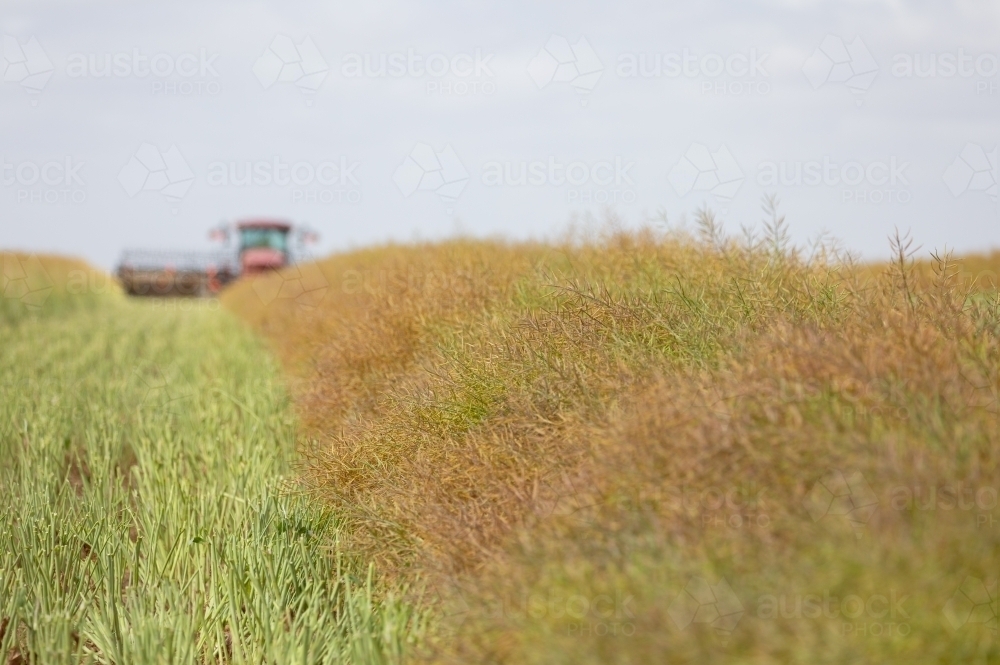 Image of Machine cutting canola into rows (windrows) on a farm ...