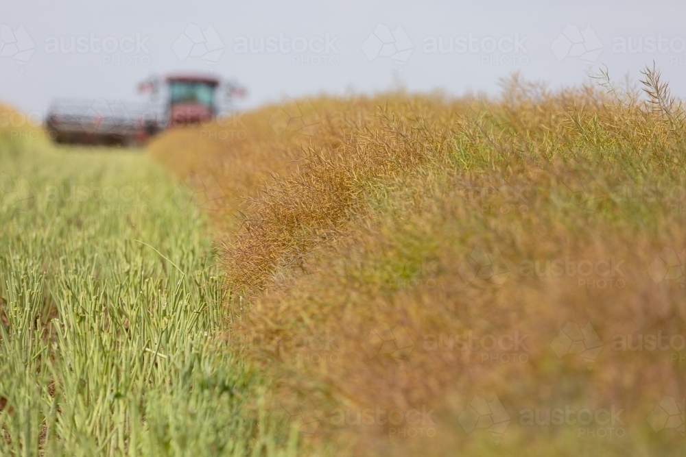 Image of Machine cutting canola into rows (windrows) on a farm ...