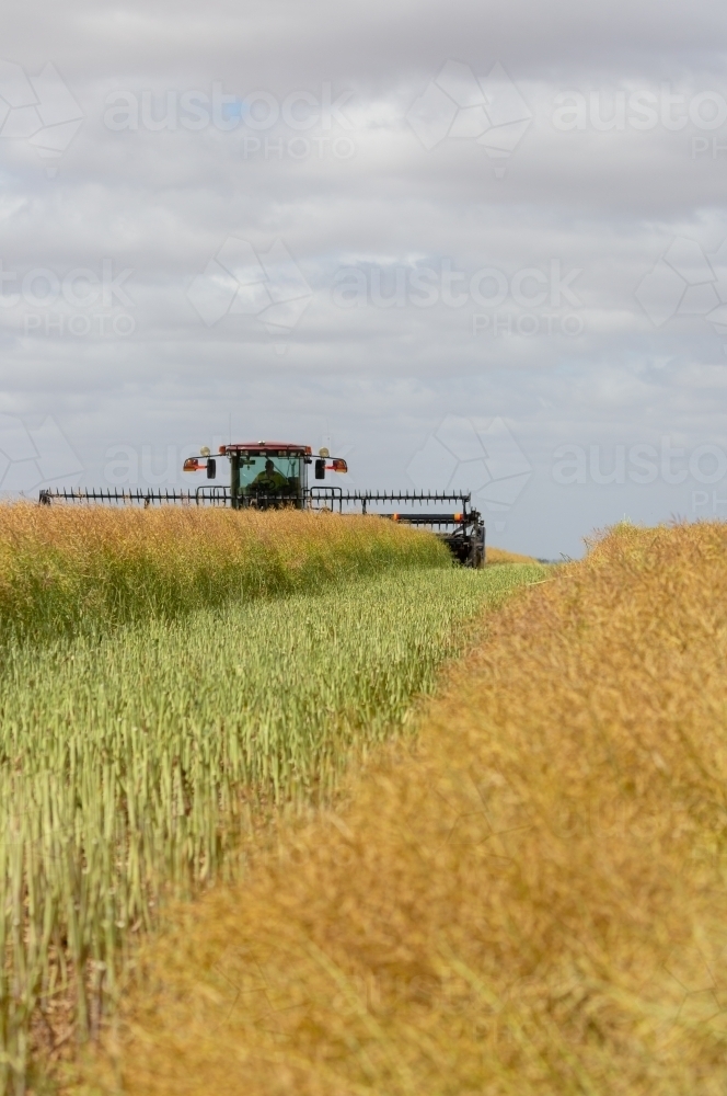 Image of Machine cutting canola into rows (windrows) on a farm ...