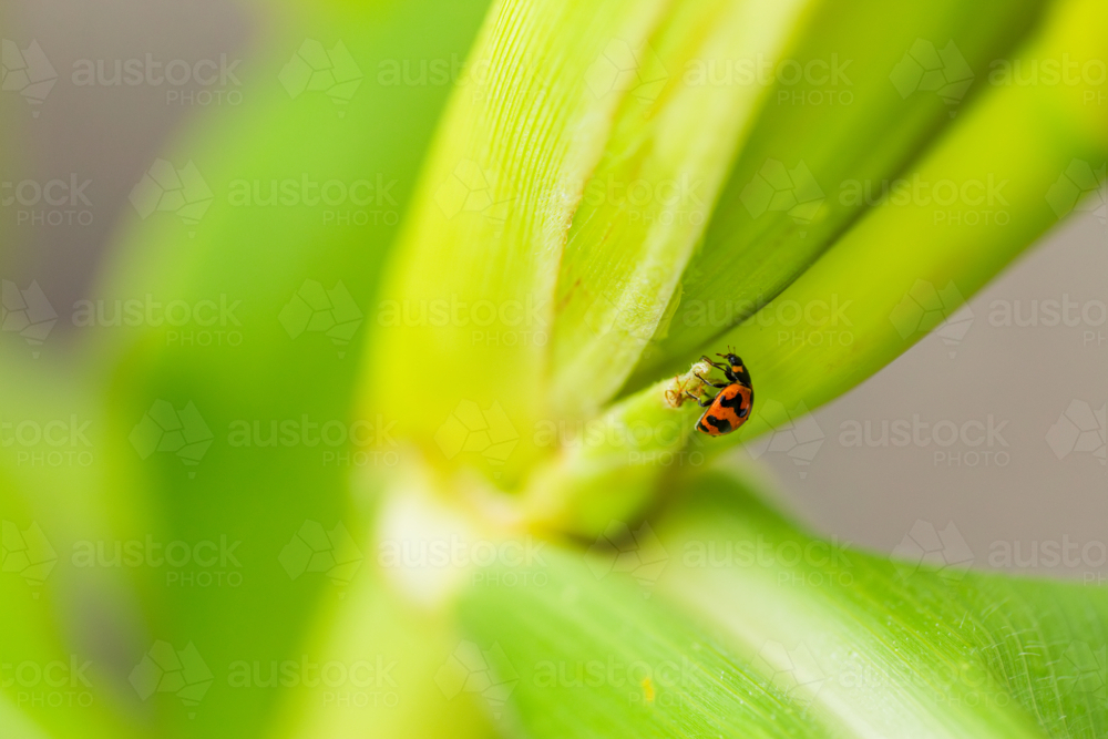 Image of macro details of ladybug insect crawling on green corn plant ...