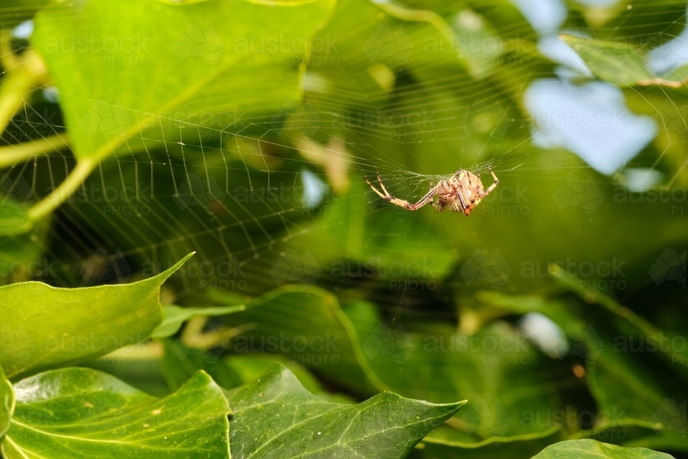 Image of Macro Photo of a Spider Hanging Upside Down from Web ...