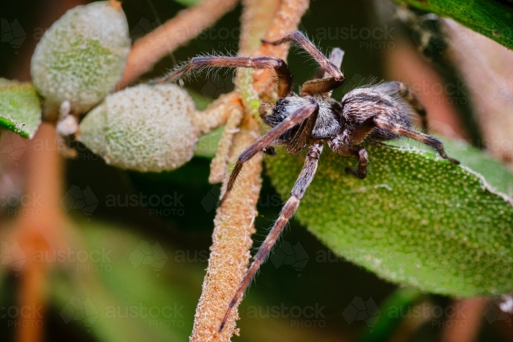 Image of Macro Photo of Hairy Spider - Austockphoto