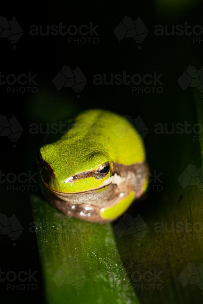Image of Macro shot of tiny green tree frog on plant leaf in garden ...