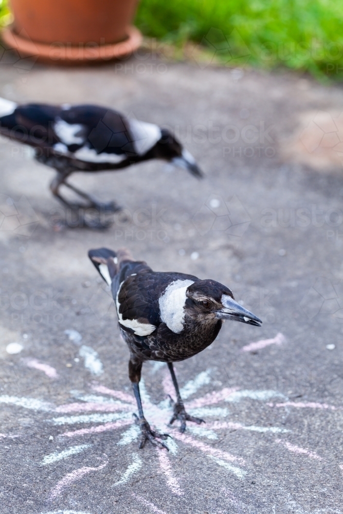 Image of Magpie bird on back patio with chalk scribbles on concrete ...