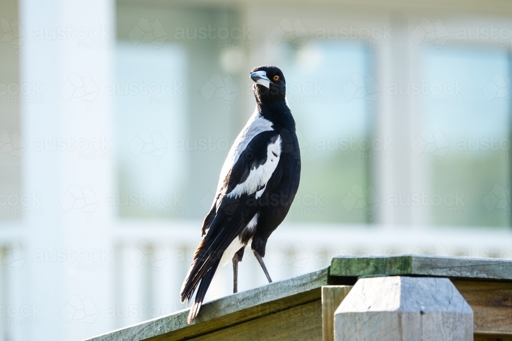 Image of Magpie looking backwards. - Austockphoto