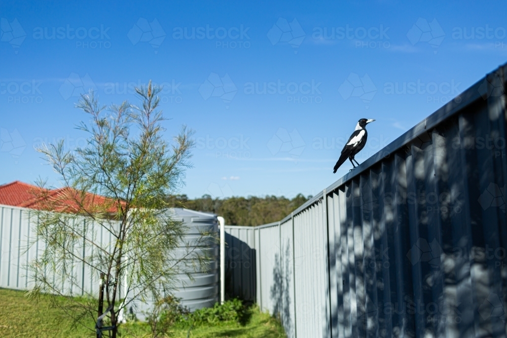 Image of Magpie on back fence in suburban backyard with rainwater tank ...