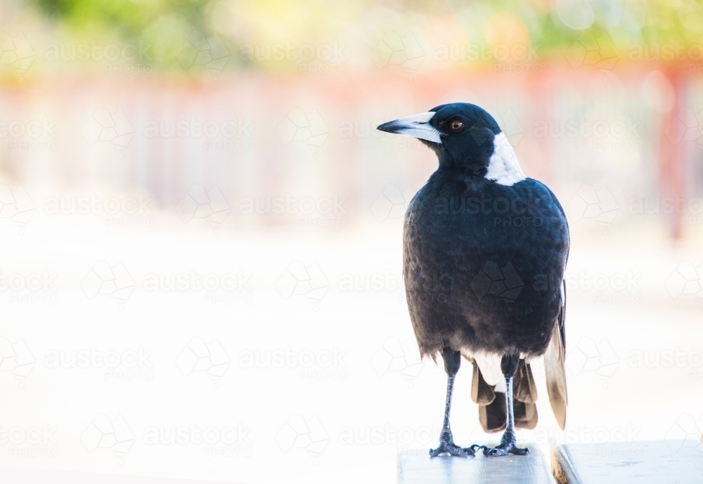Image of Magpie profile looking to the side - Austockphoto
