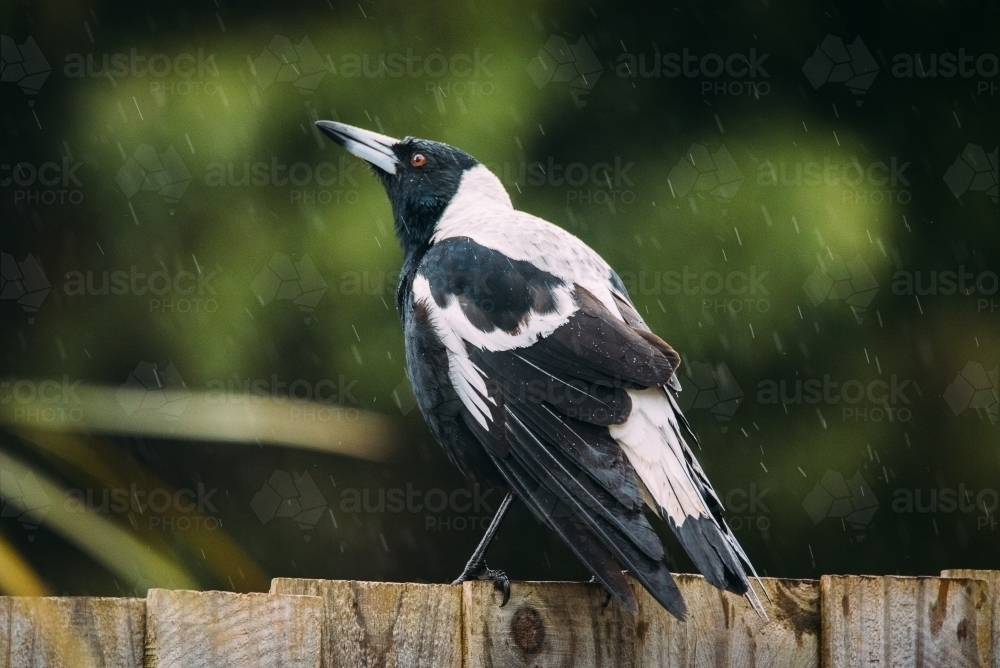 Image of Magpie sitting on a fence in the rain - Austockphoto