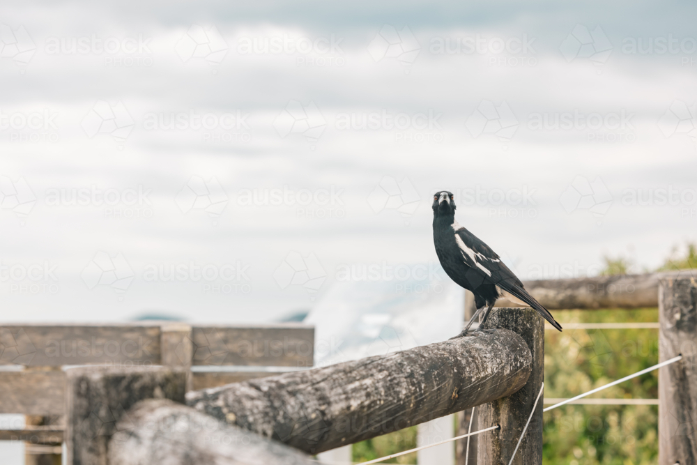 Image of Magpie standing on barrier fence overlooking the ocean ...