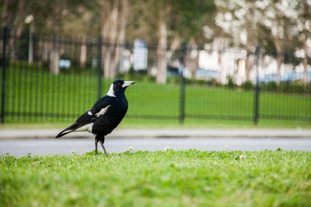 Image of Magpie walking on green grass beside a road - Austockphoto