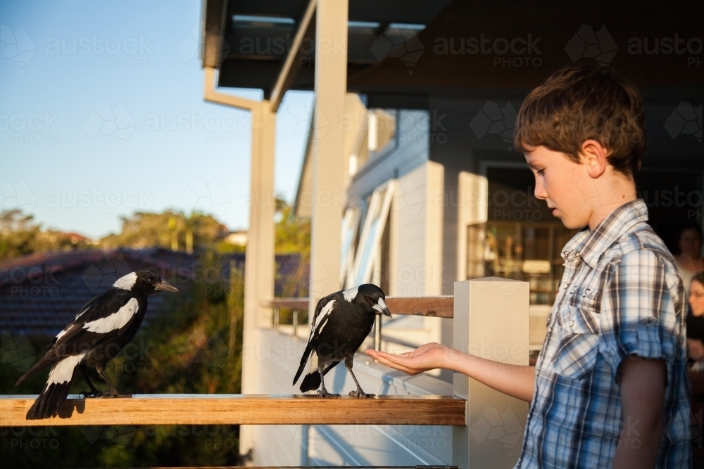 Image of Magpies eating from 9yo boy's hand in afternoon light ...