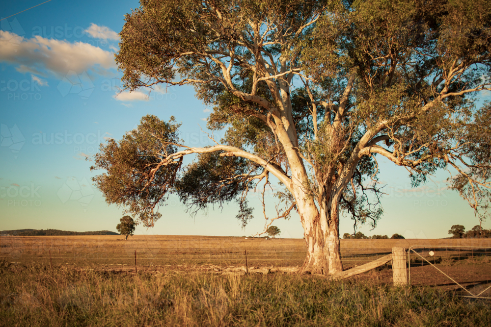 Image of Majestic Australian native gum tree illuminated in golden ...